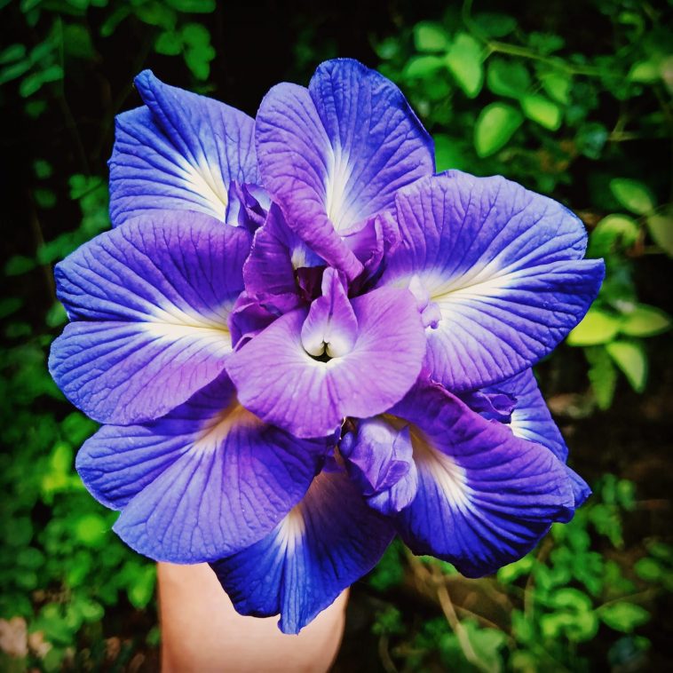 Fakta-fakta Menarik Si Cantik Bunga Telang - Haluan Lifestyle