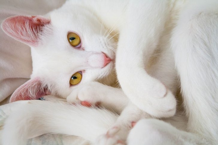 Kucing Suka Berguling-guling di Lantai, Ketahui Penyebabnya - Haluan ...