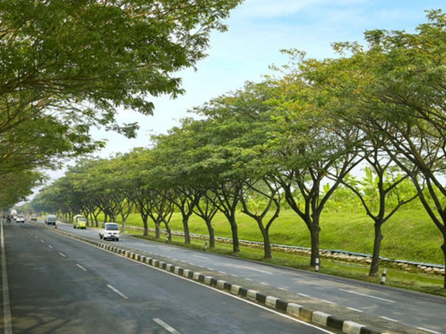 52 Ribu Pohon Siap Ditanam di Koridor Jalan Tol IKN - Haluan Lifestyle