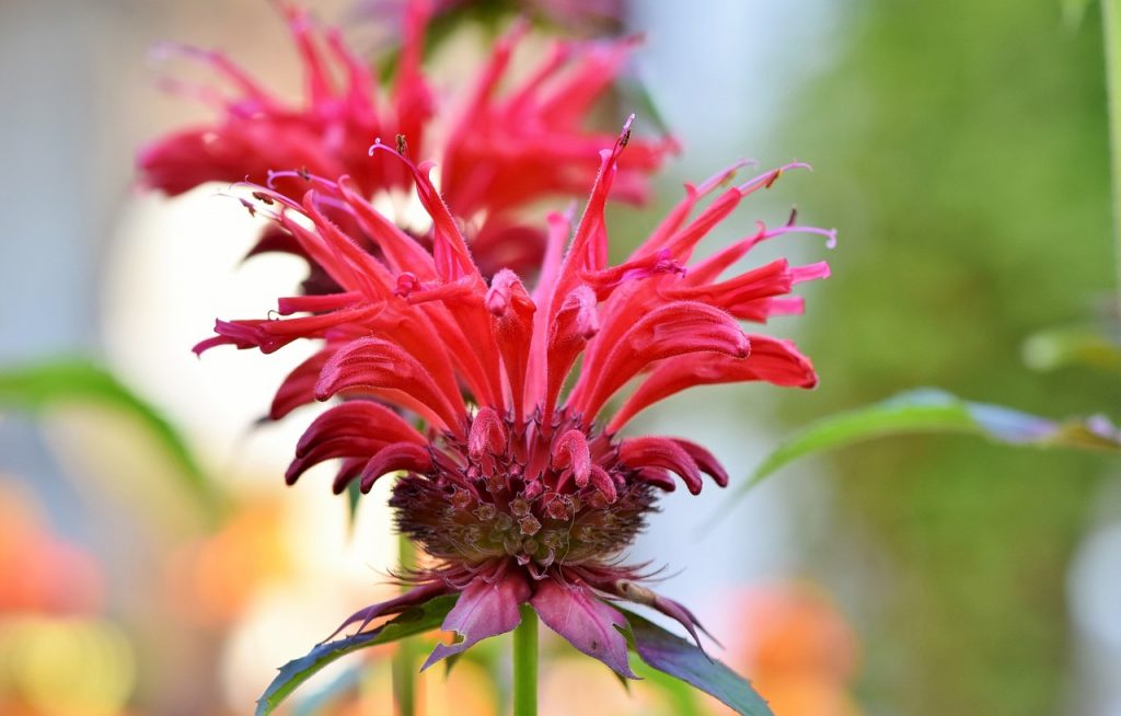 Manfaat Bee Balm dan Cara Menggunakannya - Haluan Lifestyle