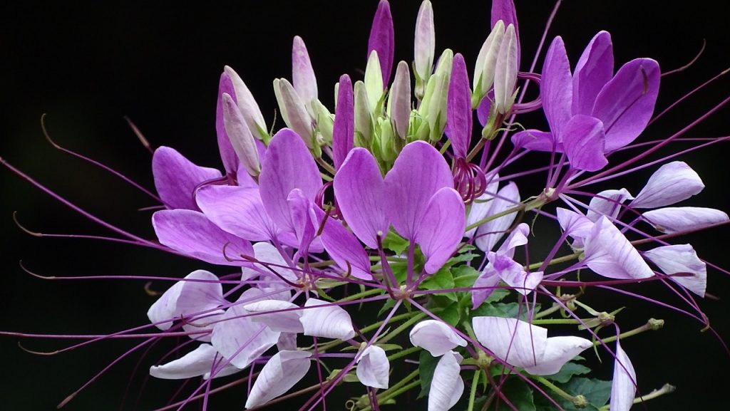 Mengenal Bunga Cleome, Cantik Mirip Sarang Laba-laba - Haluan Lifestyle