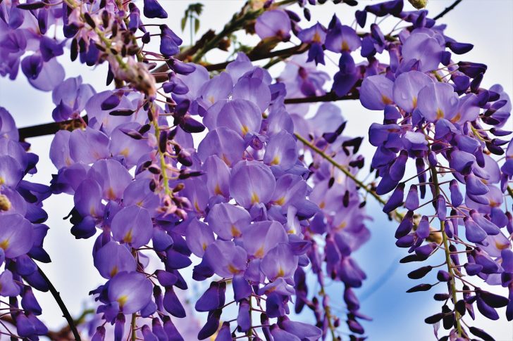 Bunga Wisteria, Tanaman Hias Tertua Asal Jepang - Haluan Lifestyle
