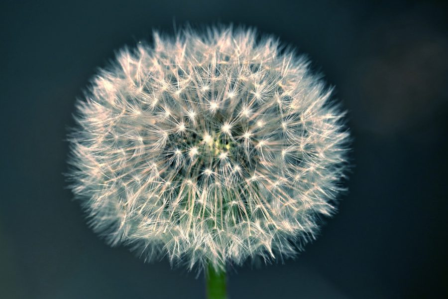 Langkah-langkah Menanam Dandelion dengan Benih - Haluan Lifestyle