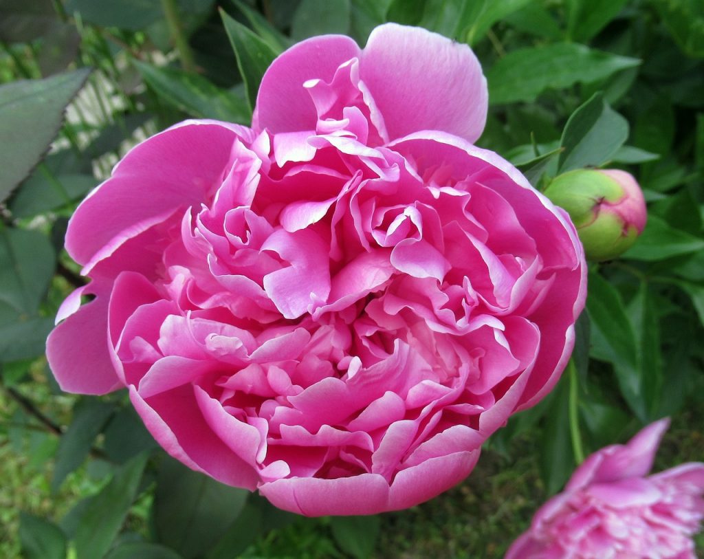 Mengenal Sedap Malam, Bunga Potong Penghasil Parfum - Haluan Lifestyle