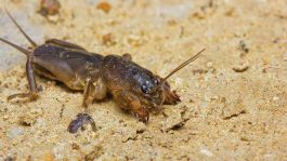 Mengenal Orong-orong, Si Pengganggu Tanaman - Haluan Lifestyle