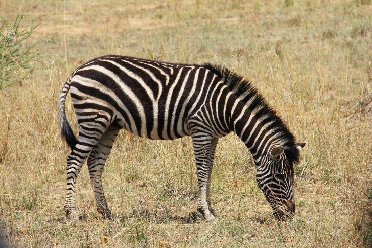 5 Fakta tentang Zebra Menarik Diketahui - Haluan Lifestyle