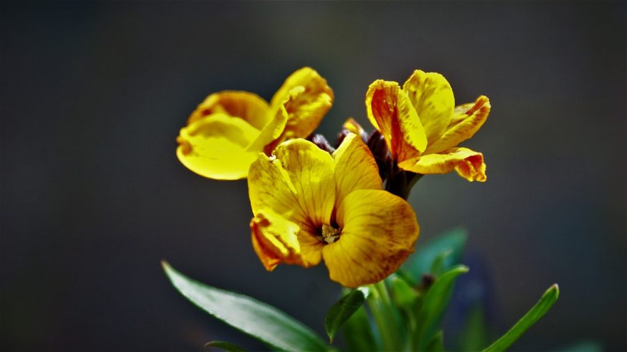 Mengenal Jenis Tanaman Perennial, Annual dan Biennial - Haluan Lifestyle