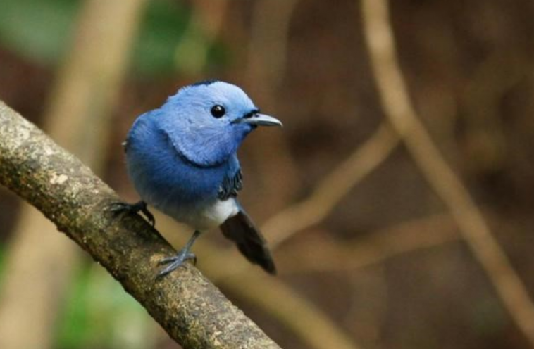 Mengenal Burung Kehicap Ranting, Satwa Liar yang Indah - Haluan Lifestyle