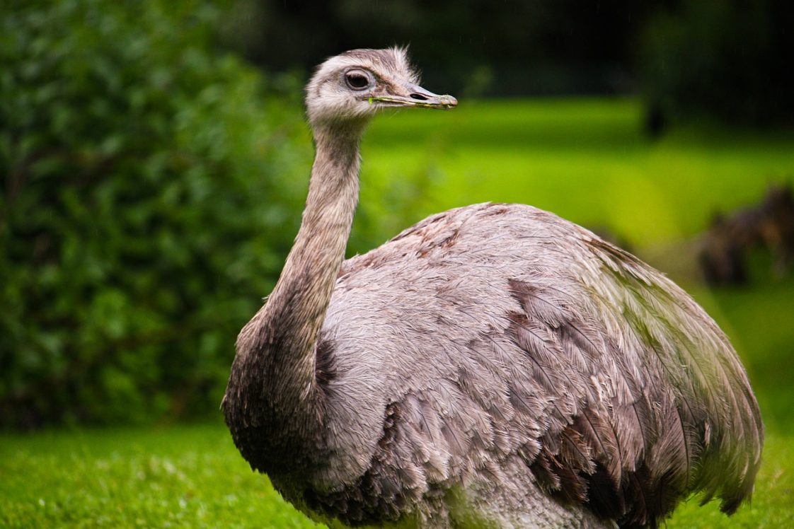 7 Fakta Burung Unta yang Menarik Diketahui - Haluan Lifestyle