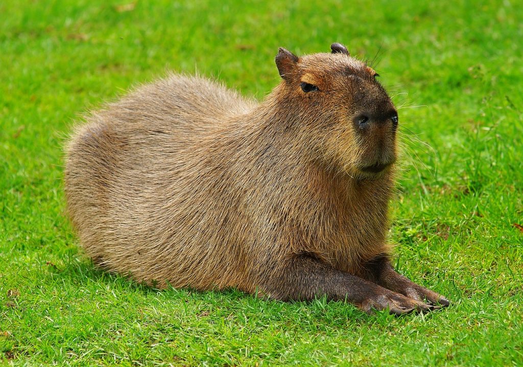 Mengenal Capybara, Hewan yang Terkenal Ramah - Haluan Lifestyle