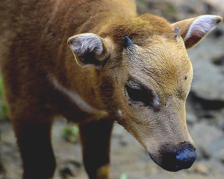6 Fakta Menarik Anoa, Hewan Terancam Punah - Haluan Lifestyle