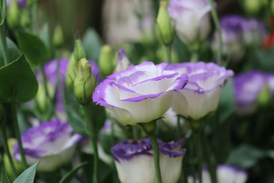 Mengenal Lisianthus, Bunga Mirip Mawar tapi Tak Berduri - Haluan Lifestyle