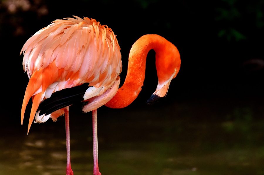 Fakta-fakta Menarik Si Pink Burung Flamingo - Haluan Lifestyle
