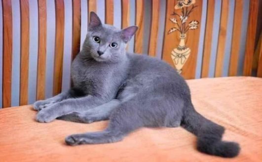 Melirik Kucing Busok, Asli Indonesia Punya Tampilan Menarik - Haluan ...