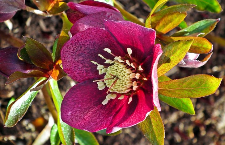 Mengenal Hellebore, Bunga Indah Berkhasiat dengan Mitos Kebangkitan ...