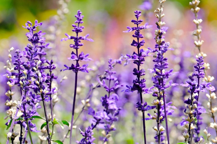 Mengenal Bunga Salvia, Sekilas Mirip Lavender - Haluan Lifestyle