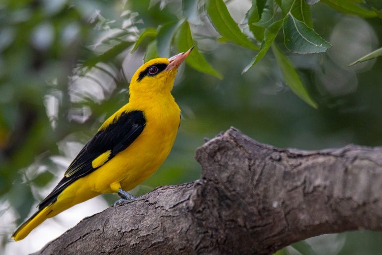 Fakta-fakta Menarik Seputar Burung Golden Oriole - Haluan Lifestyle