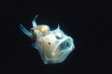 Fakta di Balik Ikan Anglerfish yang Bisa Berenang Terbalik - Haluan ...