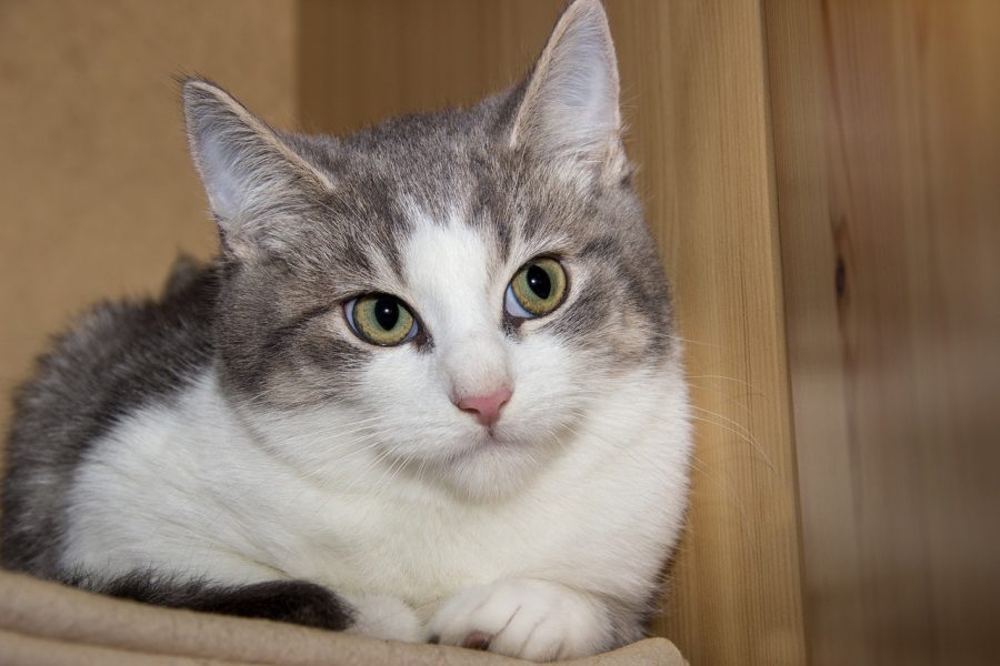 Mengetahui Perbedaan Kucing Domestik dengan Mixdome - Haluan Lifestyle